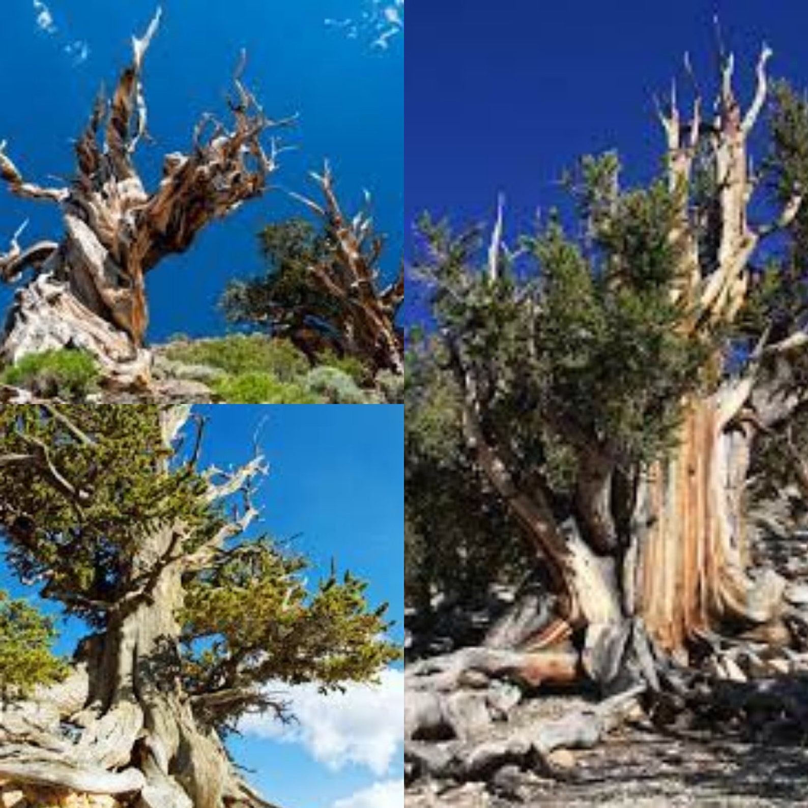 Seeds for Planting, Pinus Longaeva Seeds, Western Bristlecone Pin ...