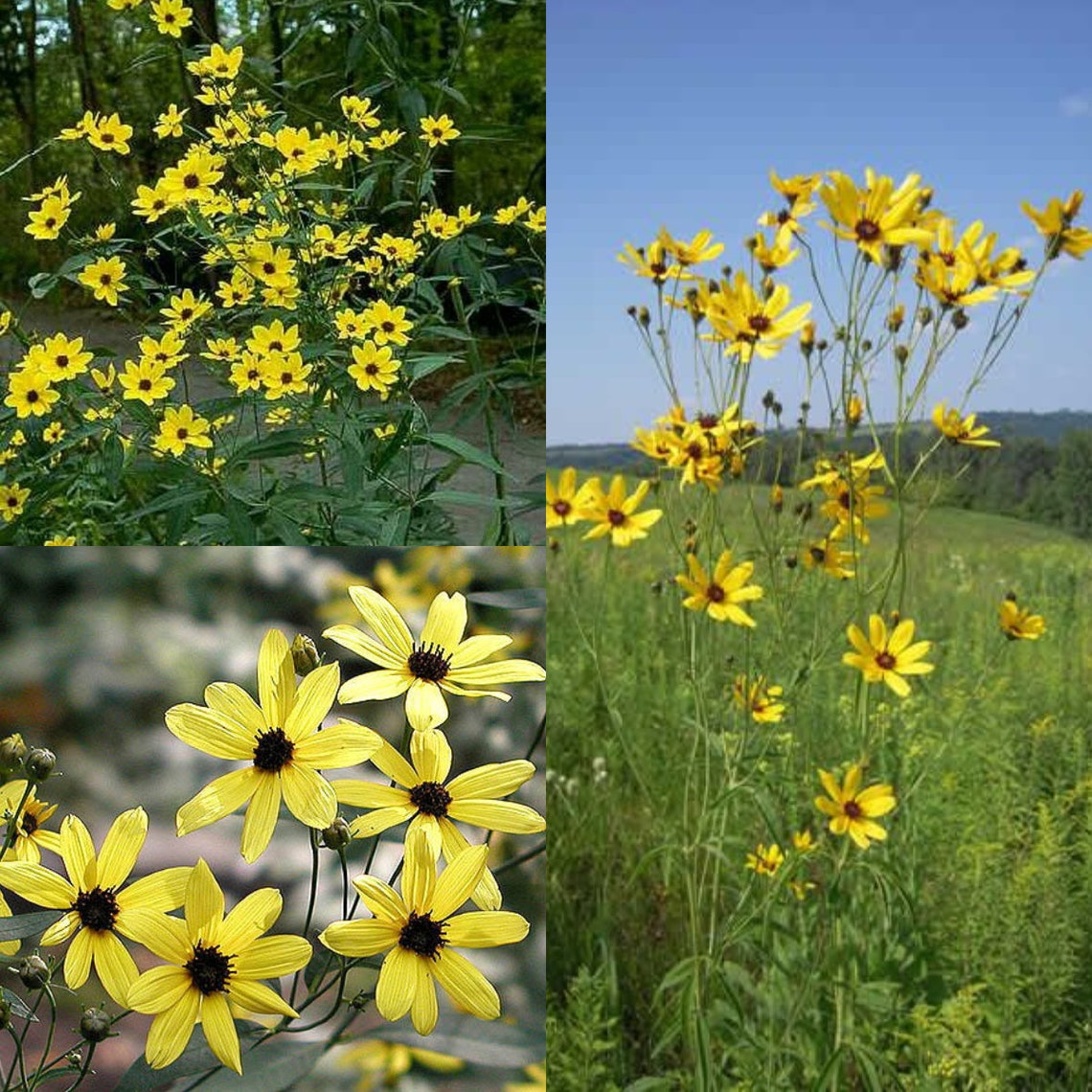 Seeds for Planting, Coreopsis Tripteris Seeds, Tall Tickseed, Tall ...