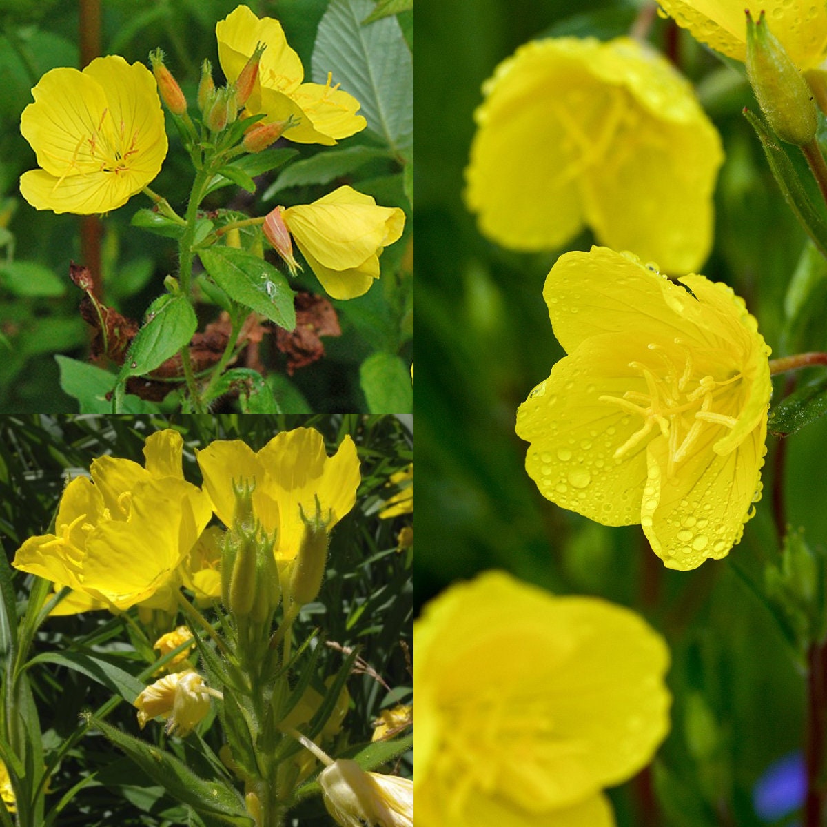 Seeds for Planting, Oenothera Pilosella Seeds, Prairie Sundrops, Meadow ...