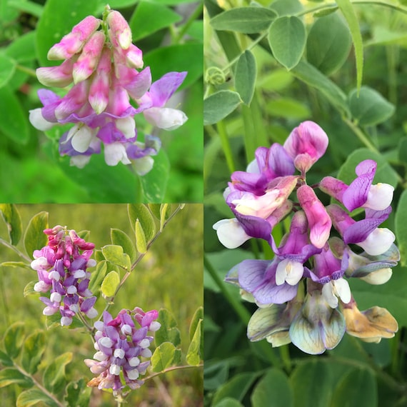 Seeds for Planting Lathyrus Venosus Seeds Veiny Bulk - Etsy