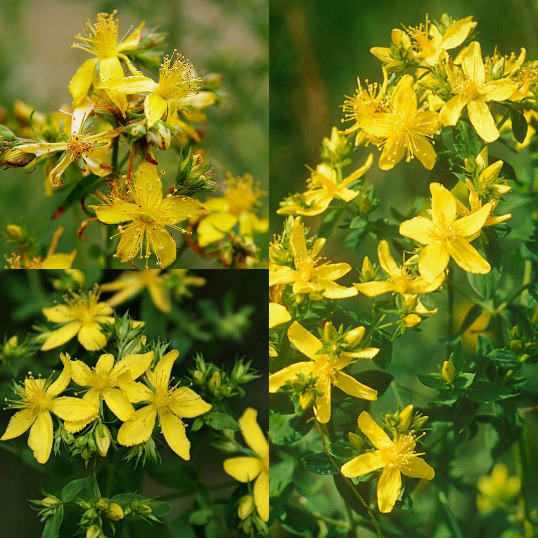Seeds for Planting, Hypericum Perforatum Seeds, Common St. Johnswort ...