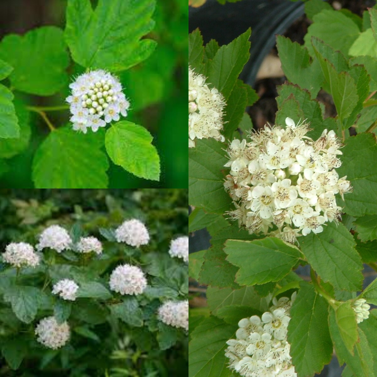 Seeds for Planting, Physocarpus Opulifolius Seeds, Common Ninebark ...
