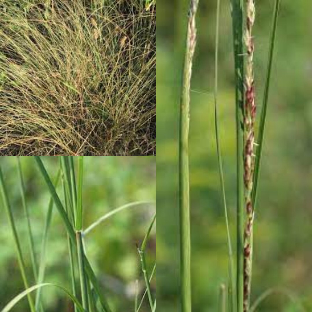 Seeds for Planting, Sporobolus Compositus Seeds, Tall Dropseed ...