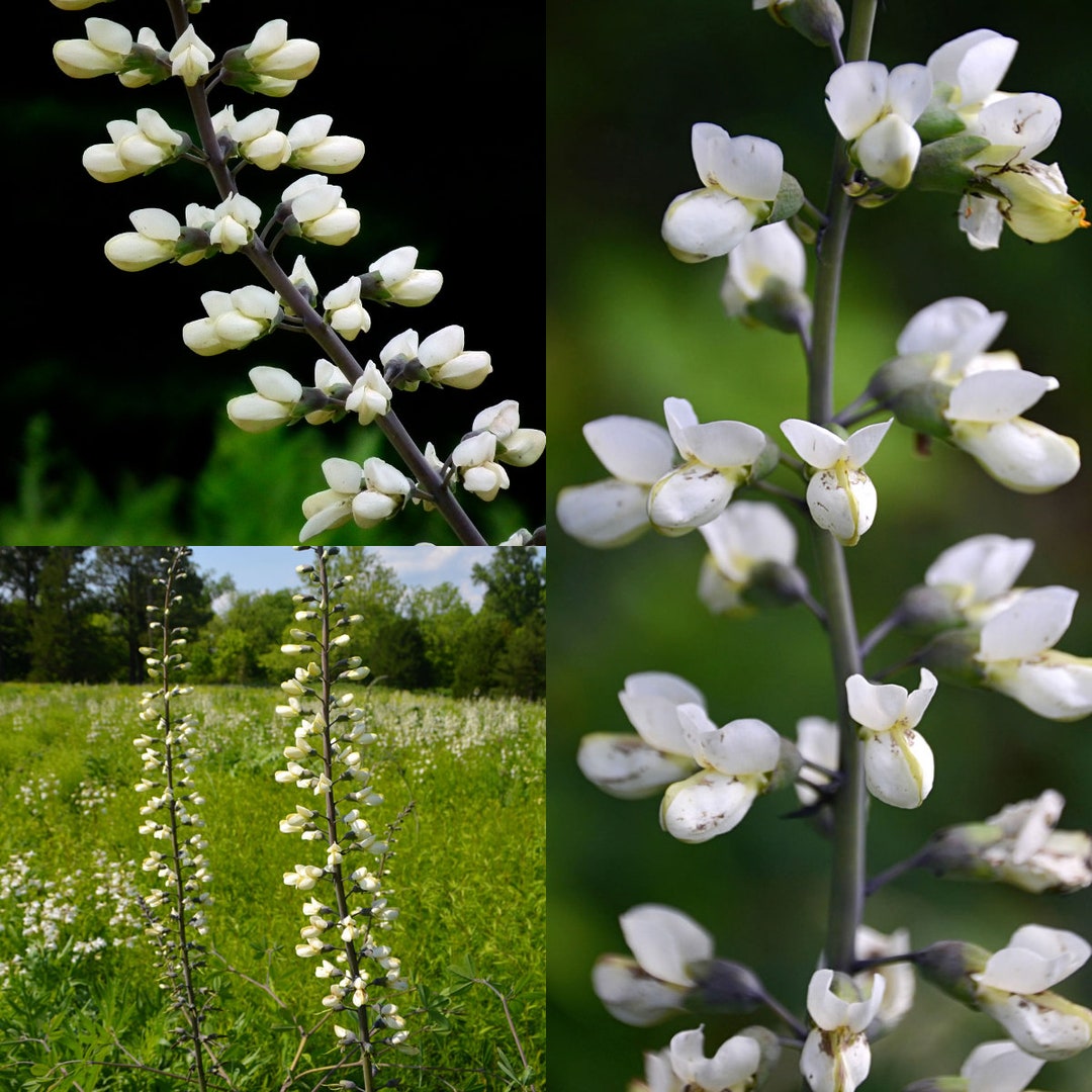 Seeds for Planting, Baptisia Alba Seeds, White Wild Indigo, White ...