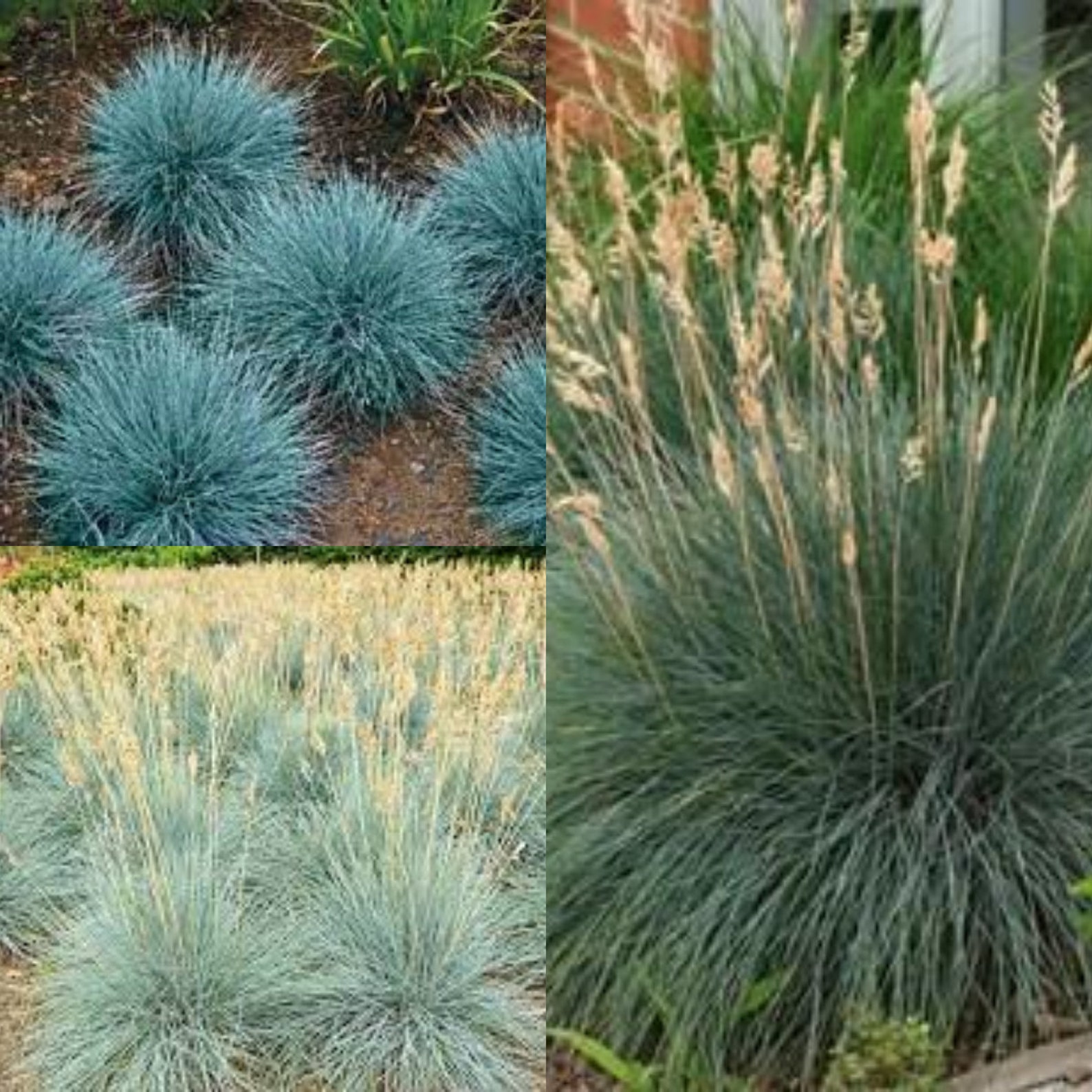 Seeds for Planting, Festuca Ovina Glauca Seeds, Blue Fescue,~ Bulk ...