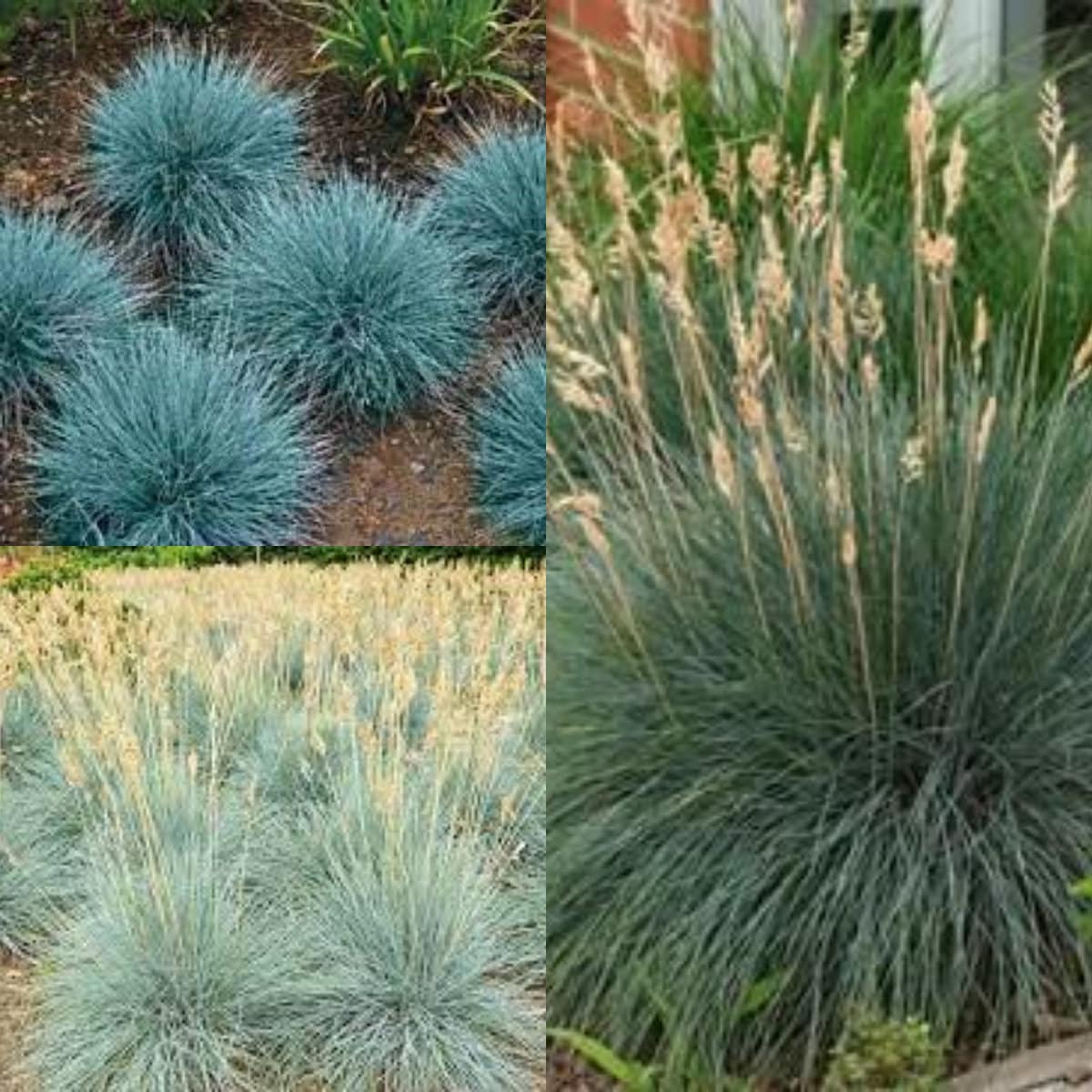 Seeds for Planting, Festuca Ovina Glauca Seeds, Blue Fescue, Bulk ...