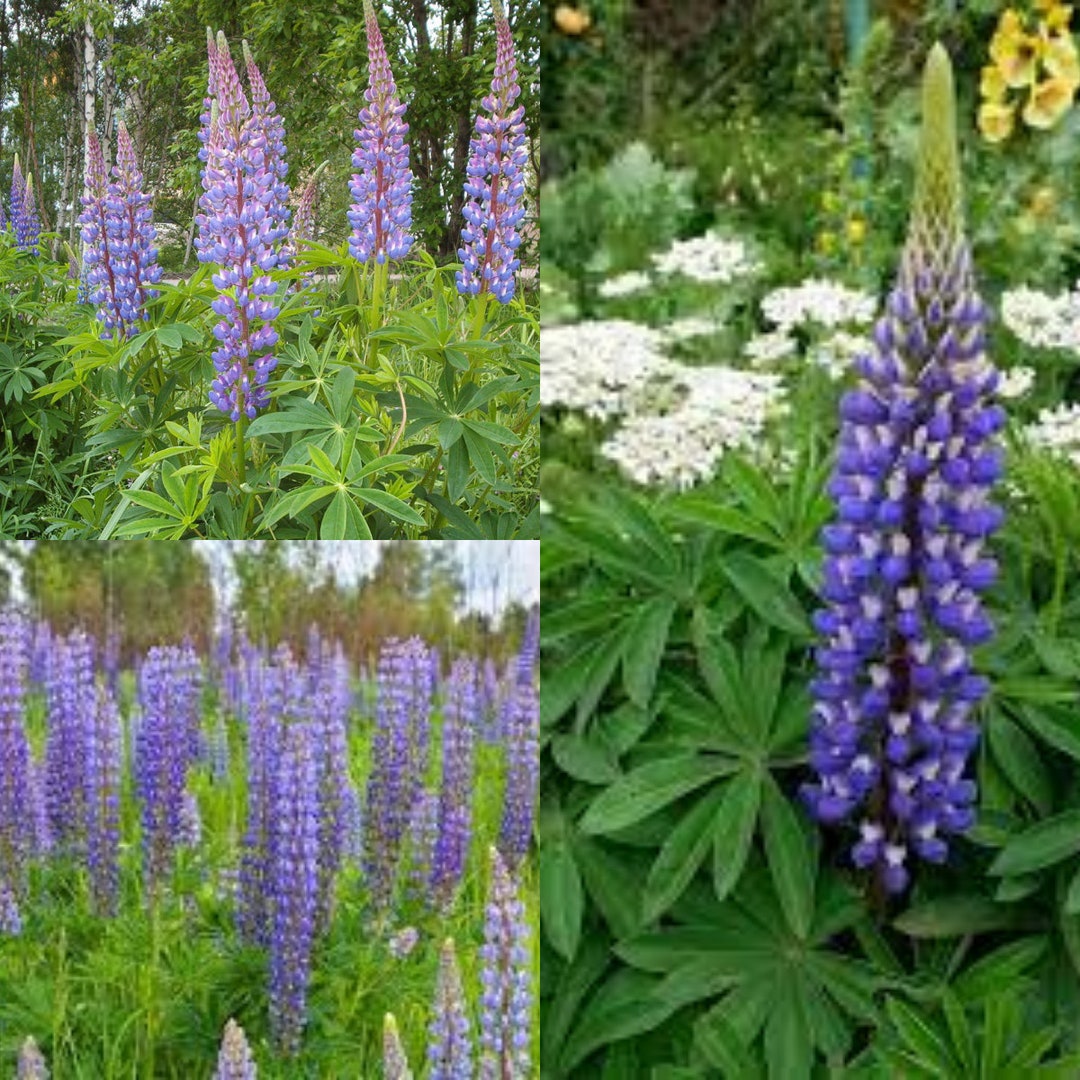 Seeds for Planting, Lupinus Polyphyllus Seeds, Bigleaf Lupine, Common ...