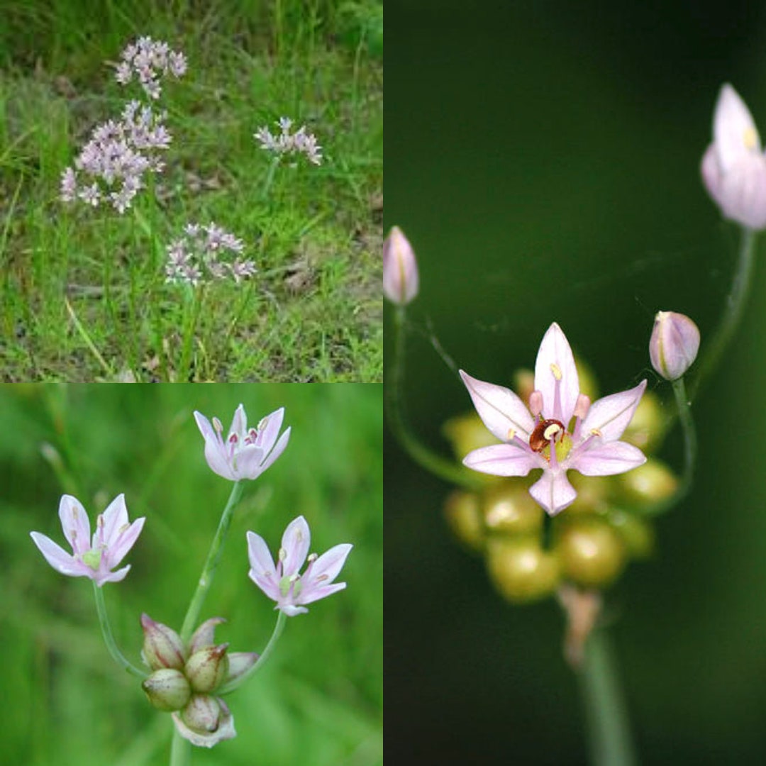 Seeds for Planting, Allium Canadense Seeds, Canada Onion, Canadian ...