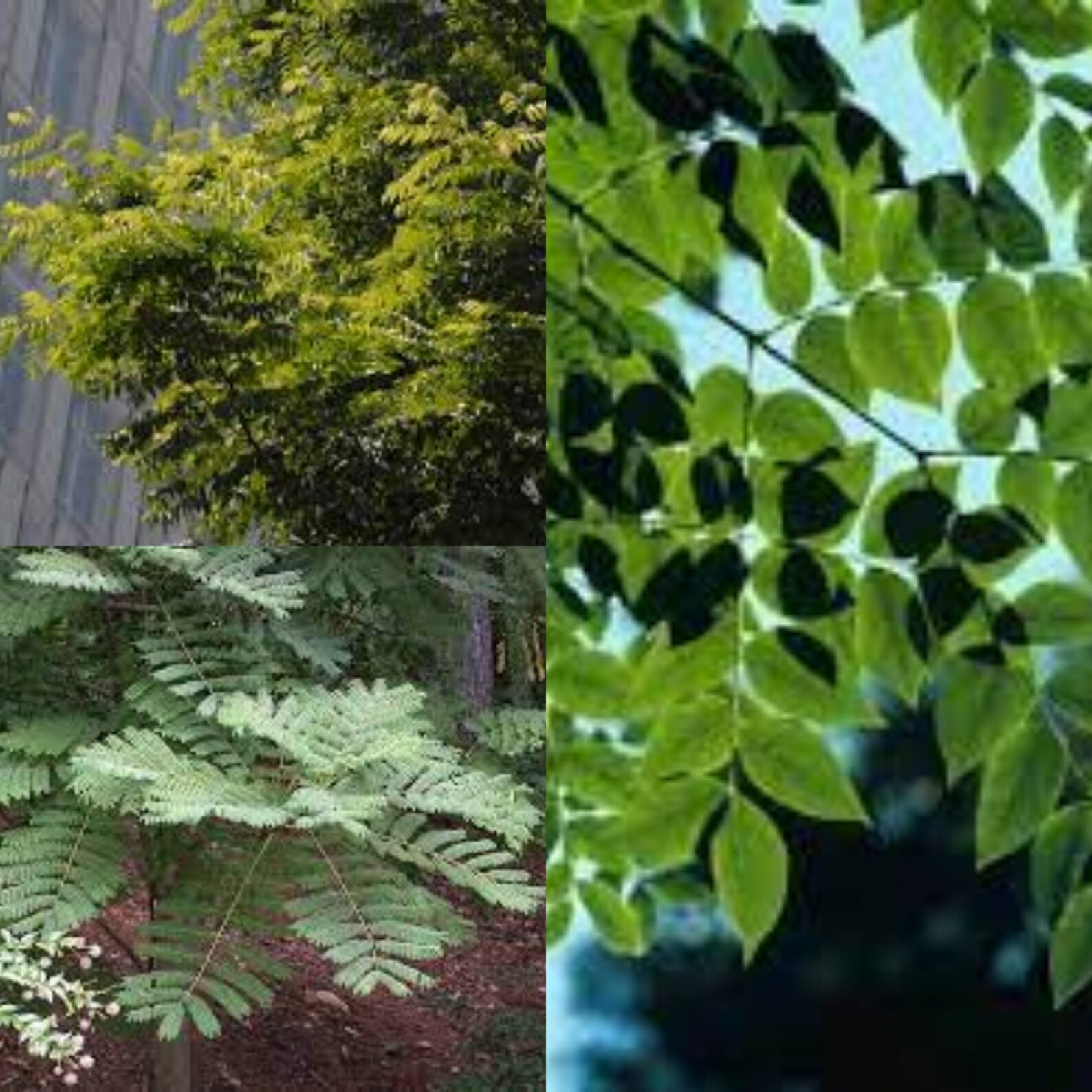 Seeds for Planting, Gymnocadus Chinensis Seeds, Coffee Tree, Soap Tree ...