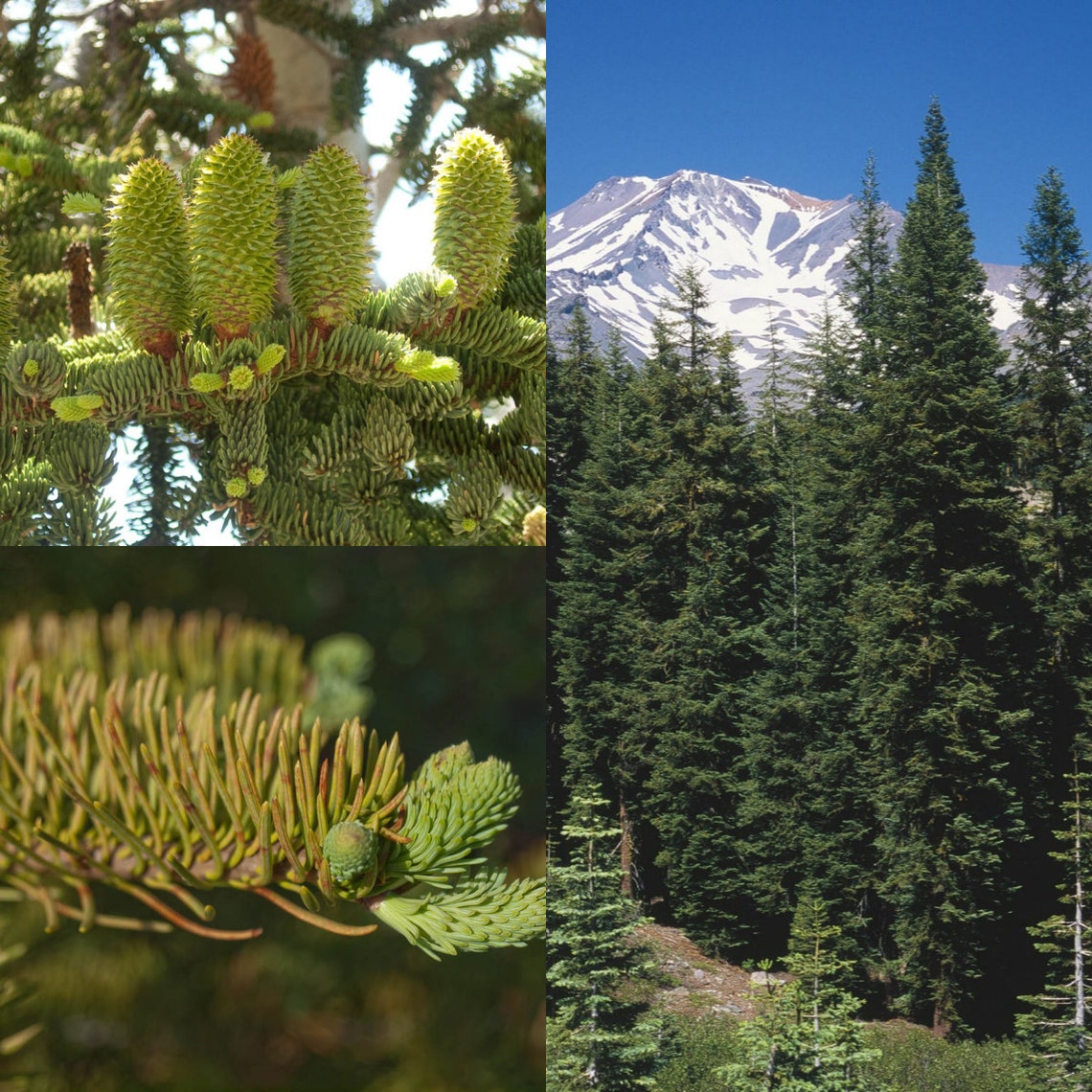 Seeds for Planting, Abies Magnifica Seeds, California Red Fir, Red Fir ...