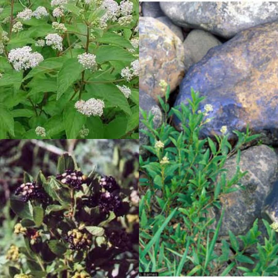 Seeds for Planting, Ceanothus Ovatus Seeds, Narrow-leaved New Jersey ...