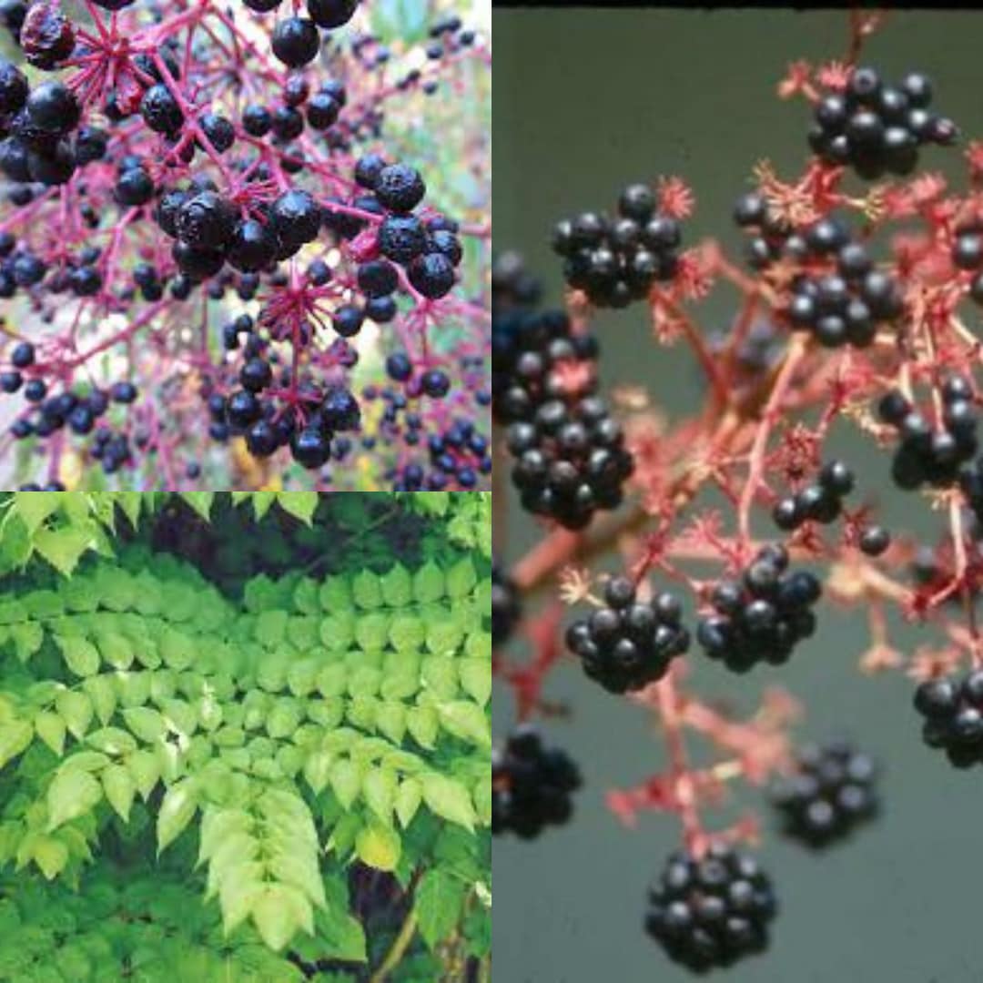 Seeds for Planting, Aralia Spinosa Dried Berries Seeds, Devil's ...