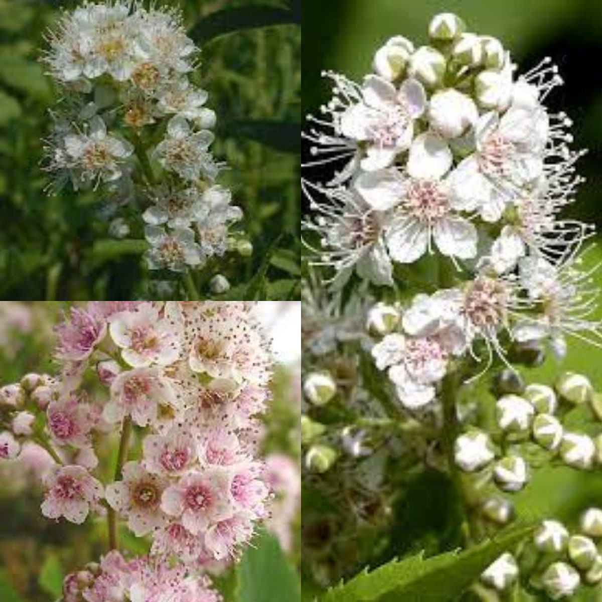 Seeds for Planting, Spiraea Alba Seeds, White Meadowsweet, Meadowsweet ...