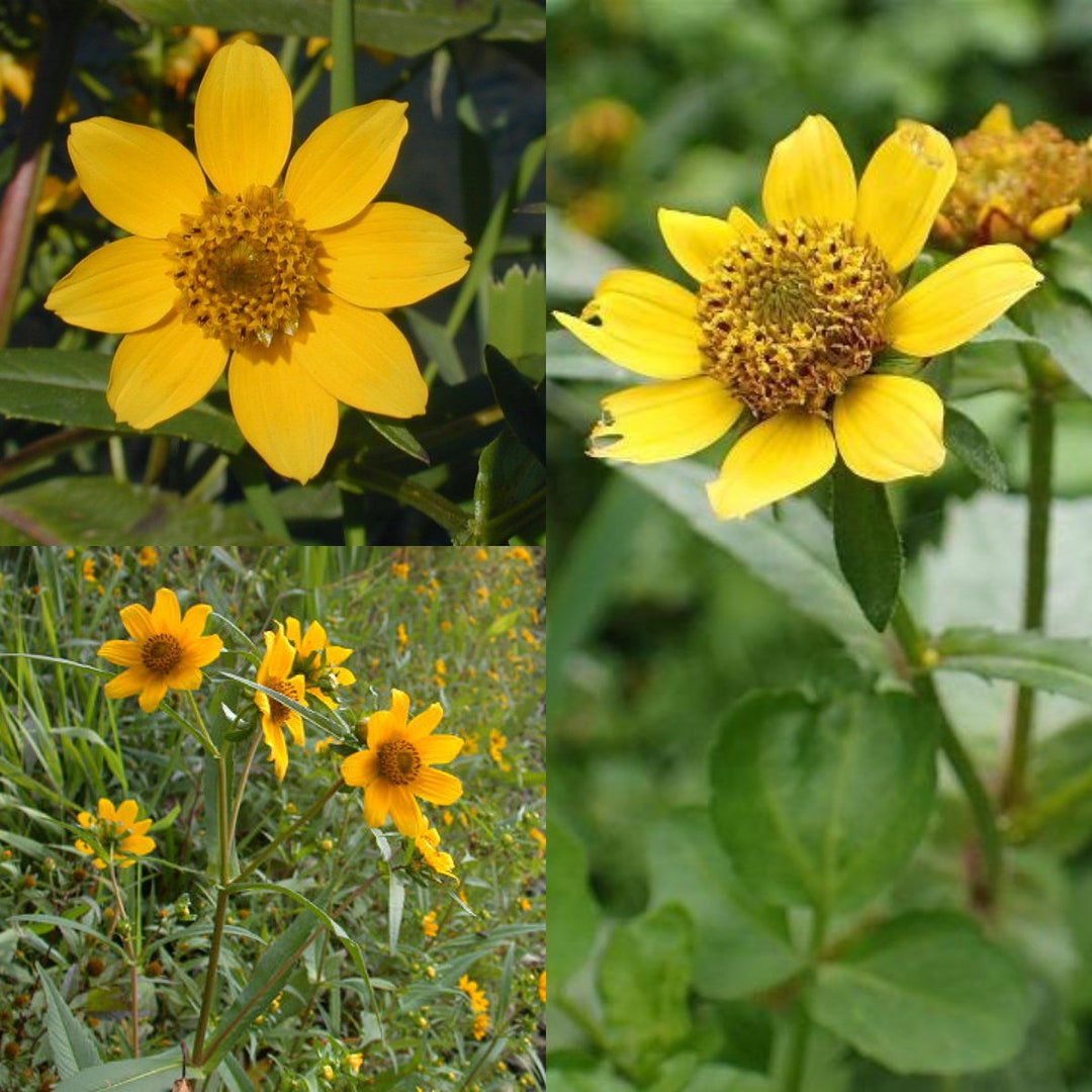 Seeds for Planting, Bidens Cernua Seeds, Nodding Beggarticks, Nodding ...