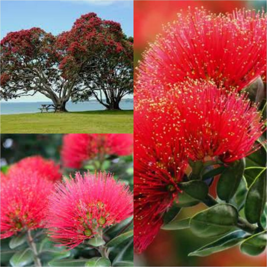 Seeds for Planting, Metrosideros Excelsa Seeds, Christmas Tree ...