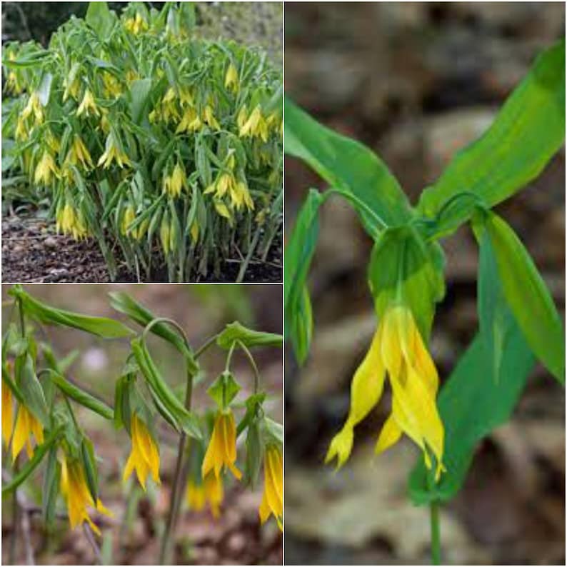 Seeds for Planting, Uvularia Grandiflora Seeds, Fairybells, Merry Bells ...