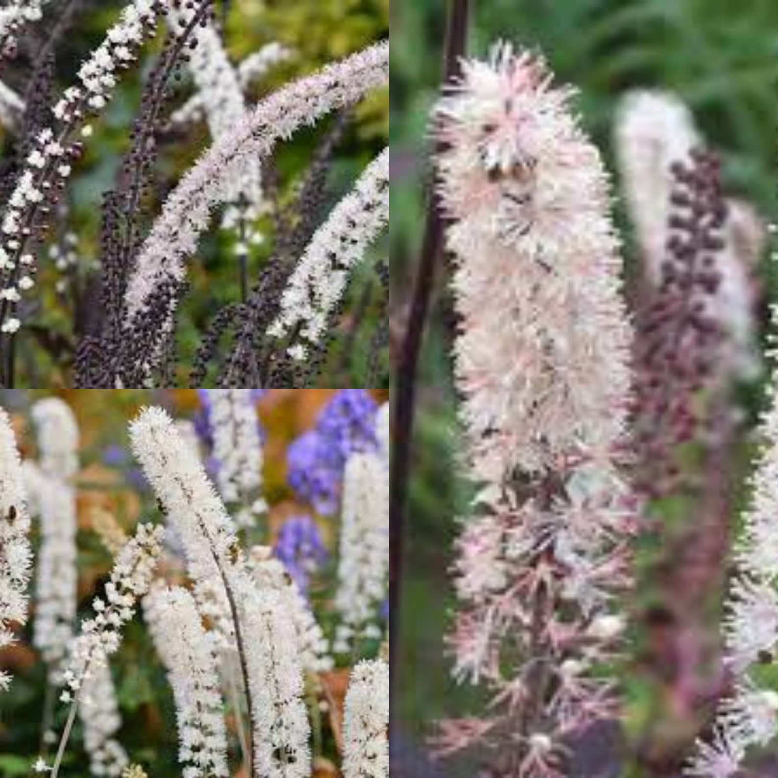 Seeds for Planting, Actaea Simplex, Kamchatka Bugbane, Autumn Snakeroot ...