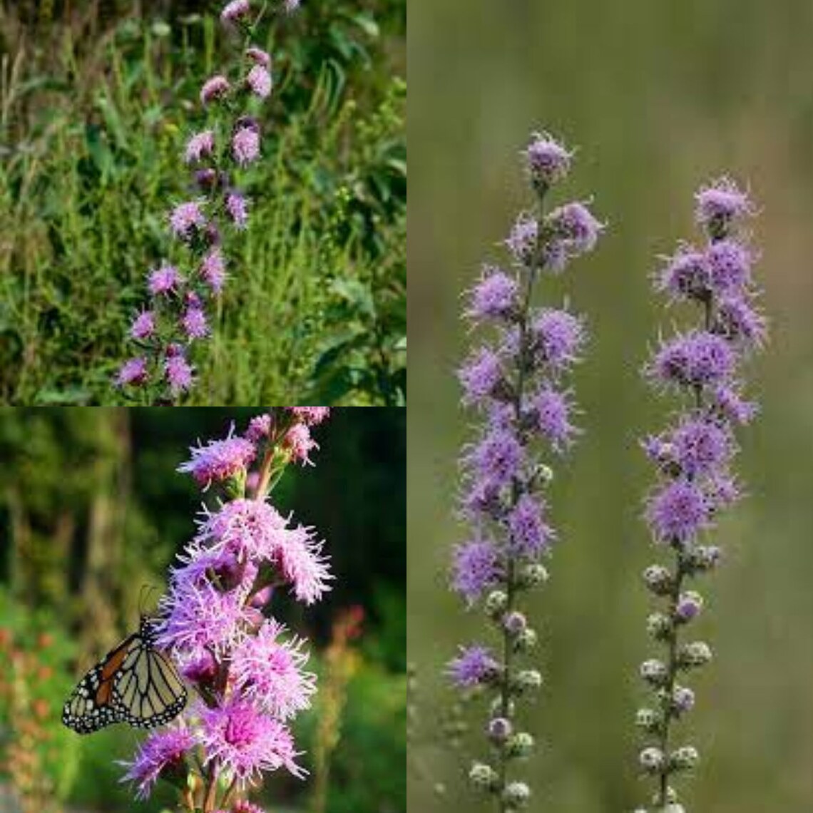 Seeds for Planting, Liatris Aspera Seeds, Button Blazing Star, ~ Bulk ...