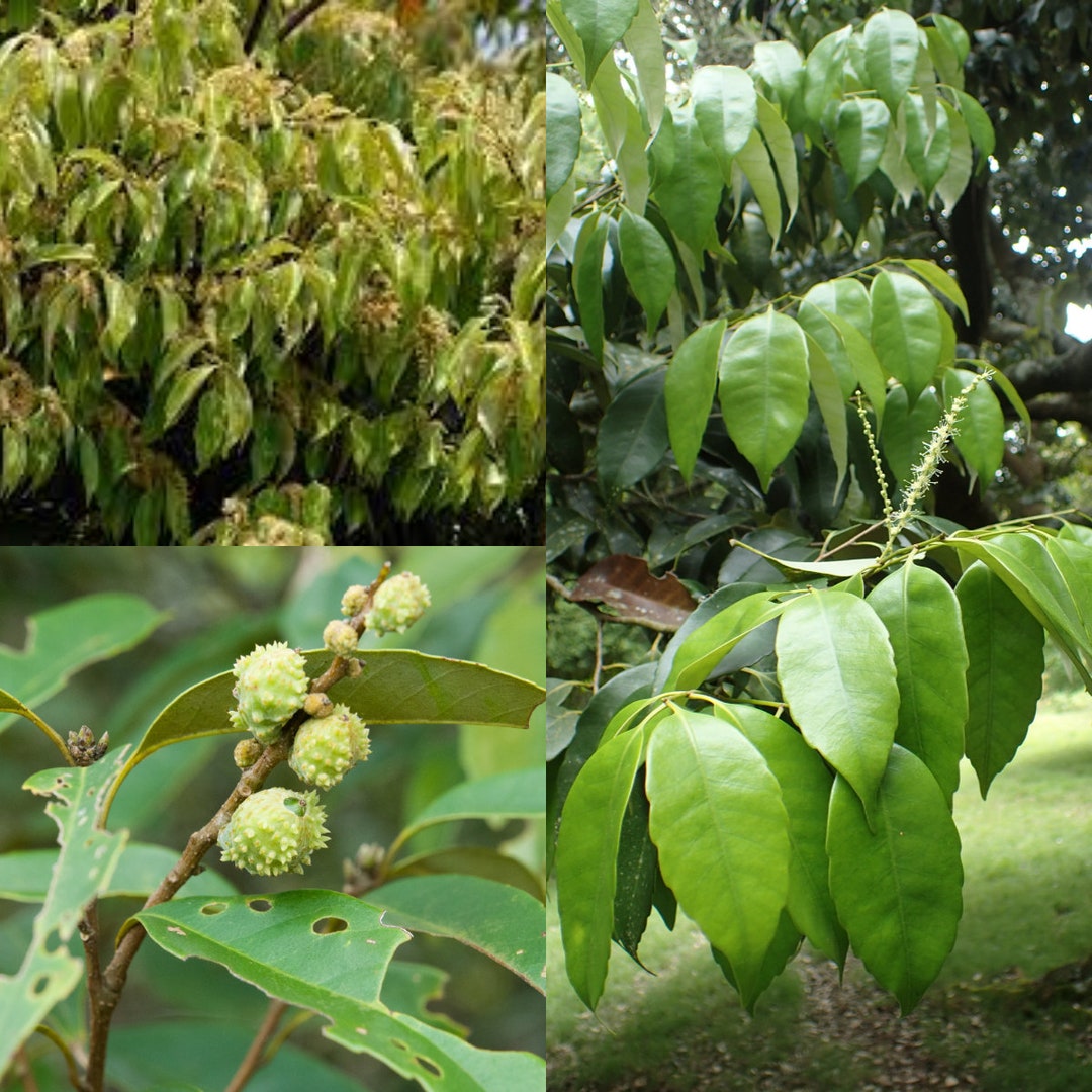 Seeds for Planting, Castanopsis Cuspidata Seeds, Japanese Chinquapin ...