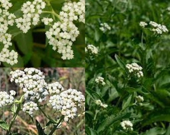 Wild Quinine Plant Seeds parthenium Integrifolium 40seeds - Etsy