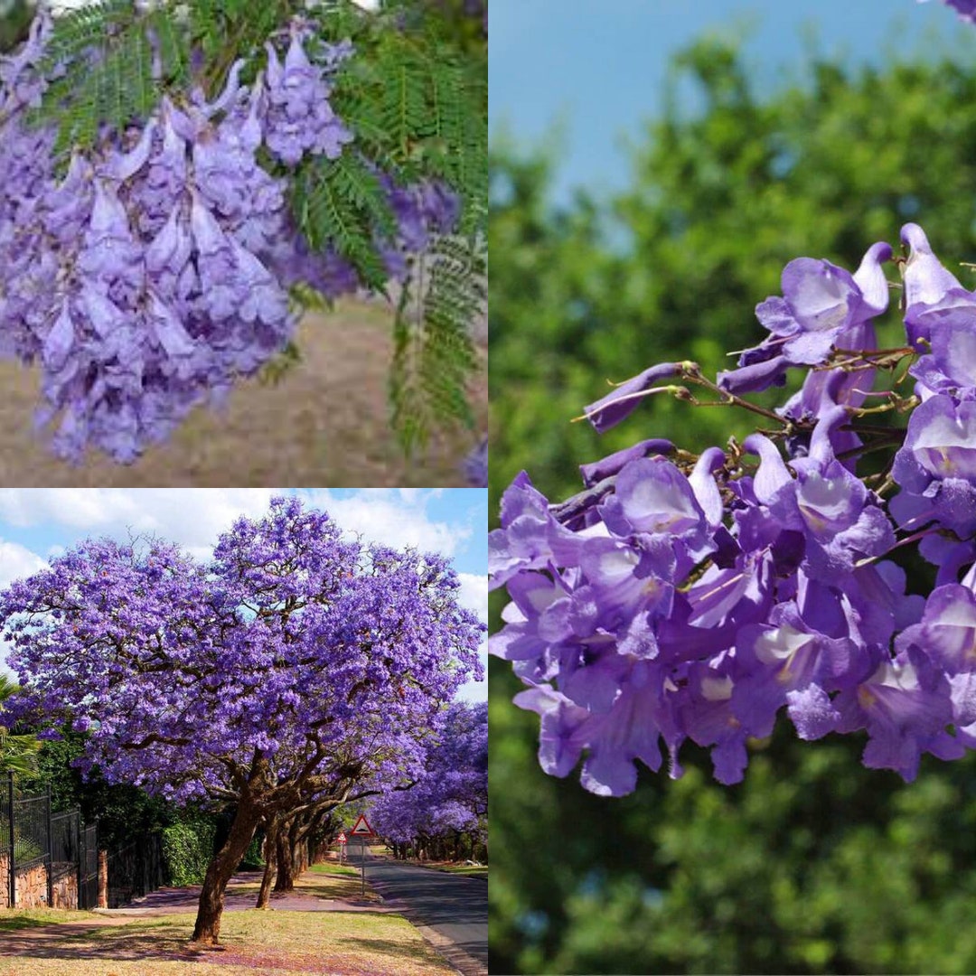 Seeds for Planting, Jacaranda Mimosifolia Seeds, Poui, Jacaranda, Blue Jacaranda, Ebony Tree ...