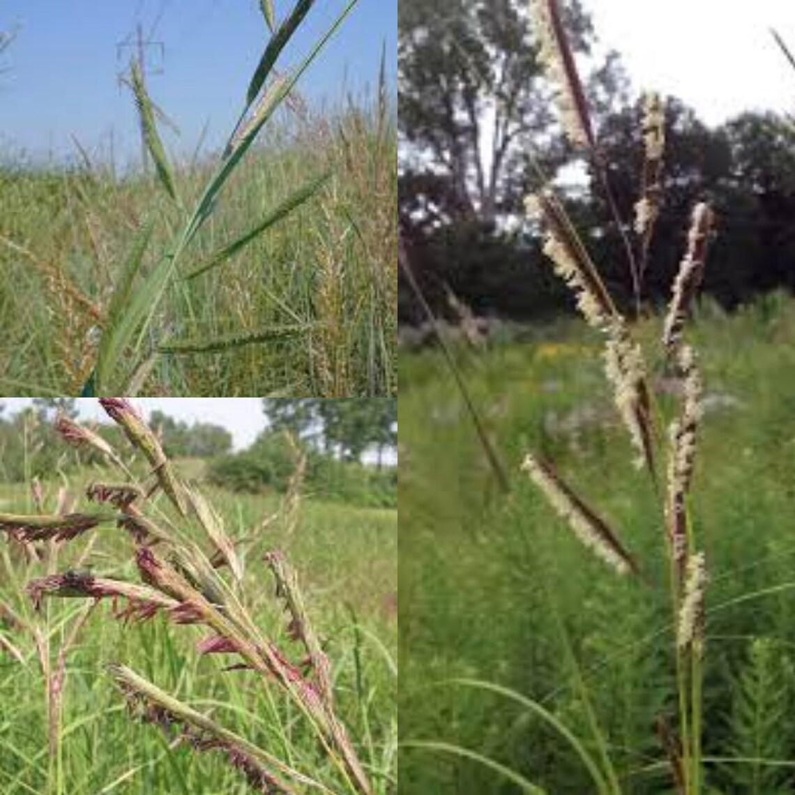 Seeds for Planting, Spartina Pectinata Seeds, Prairie Cordgrass ...