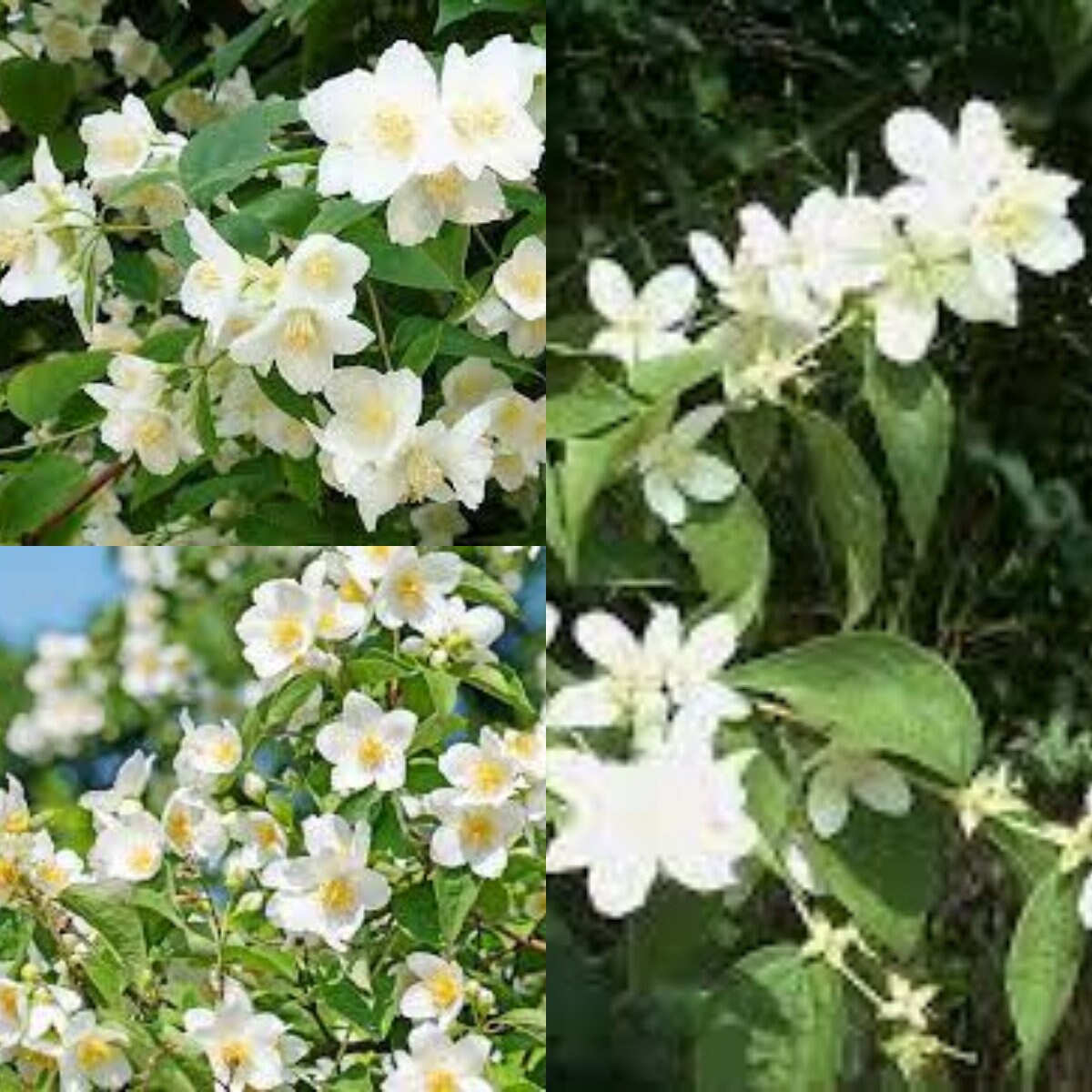 Seeds for Planting, Philadelphus Coronarius Seeds, Sweet Mock Orange ...