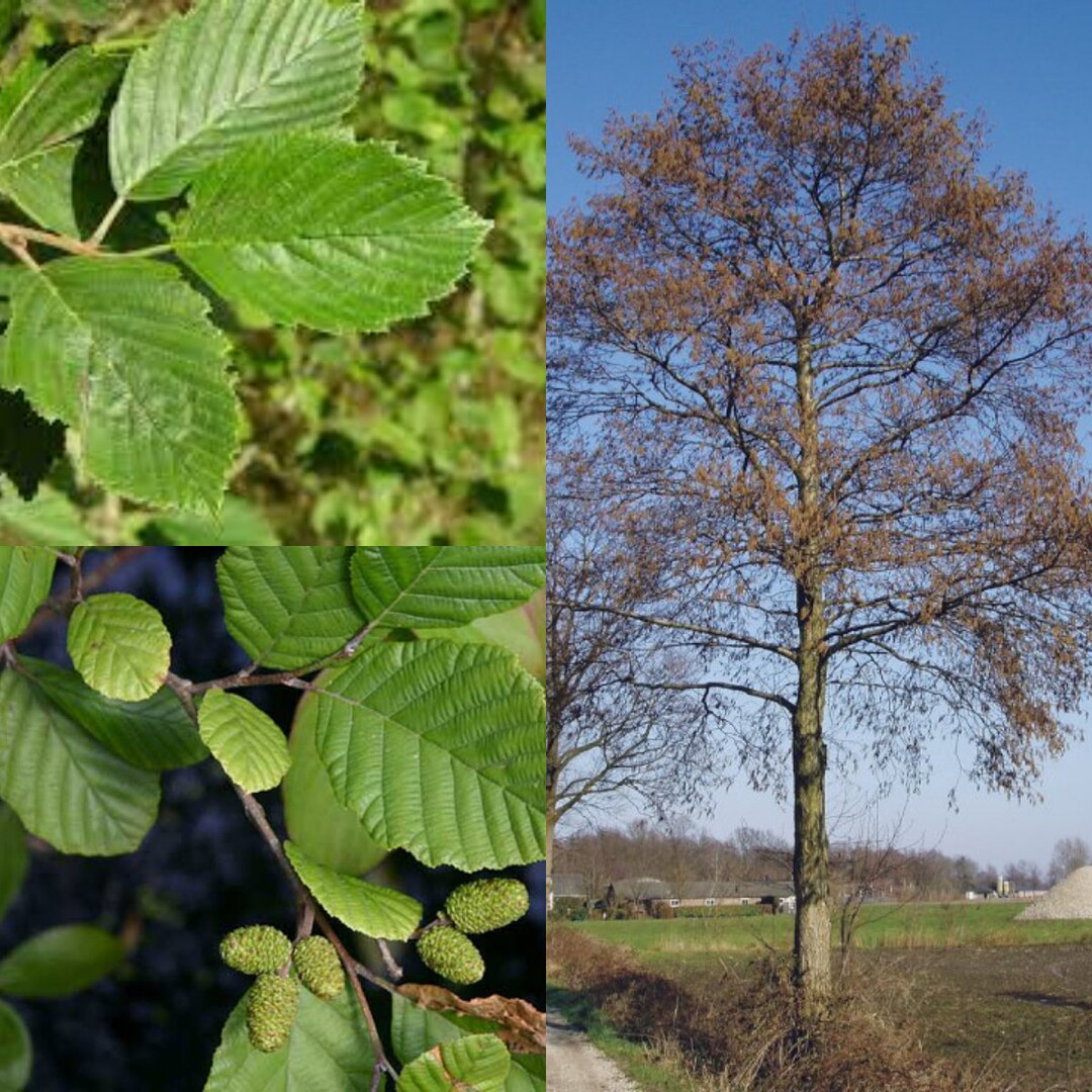 Seeds for Planting, Alnus Incana Seeds, Gray Alder, Mountain Alder ...