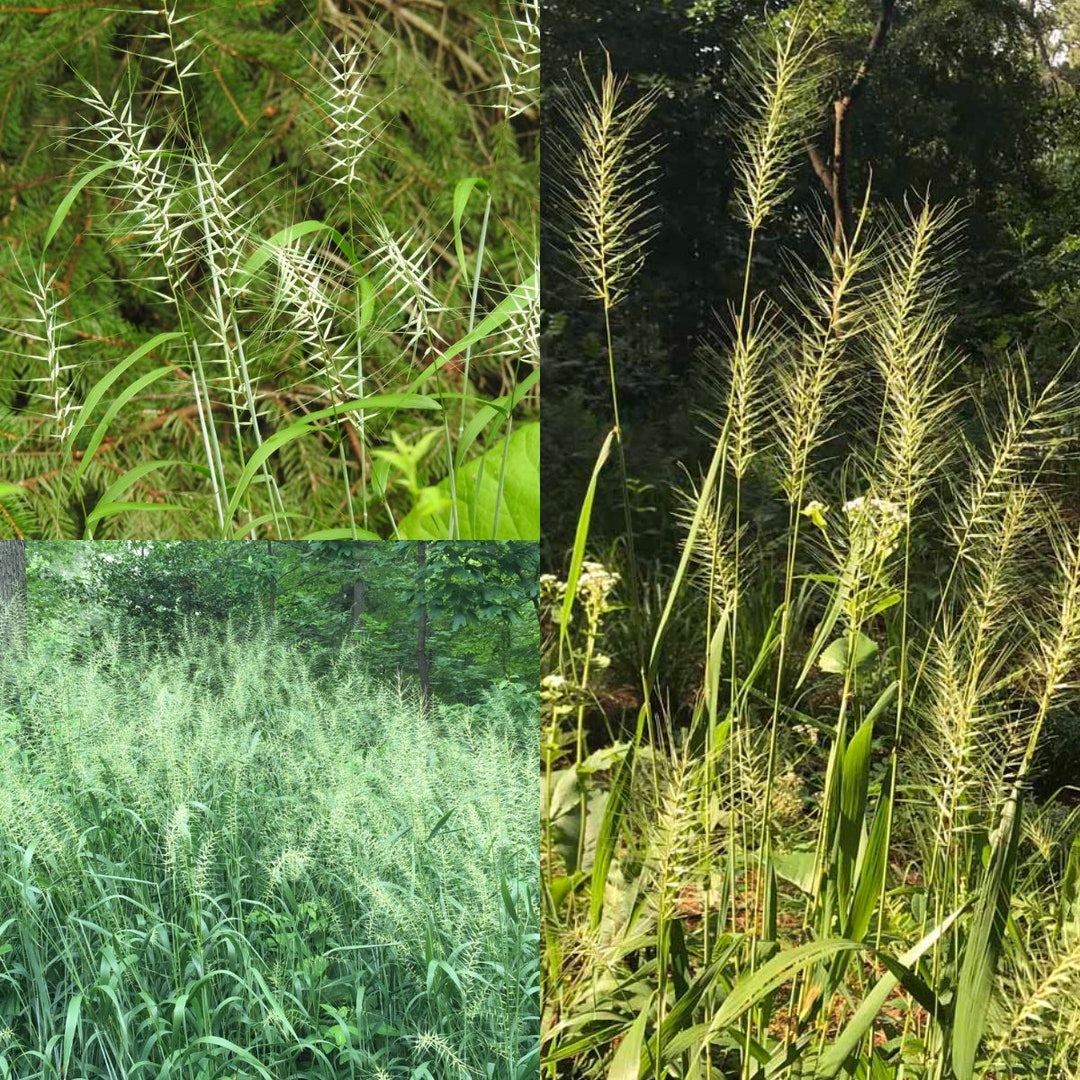 Bottlebrush grass store