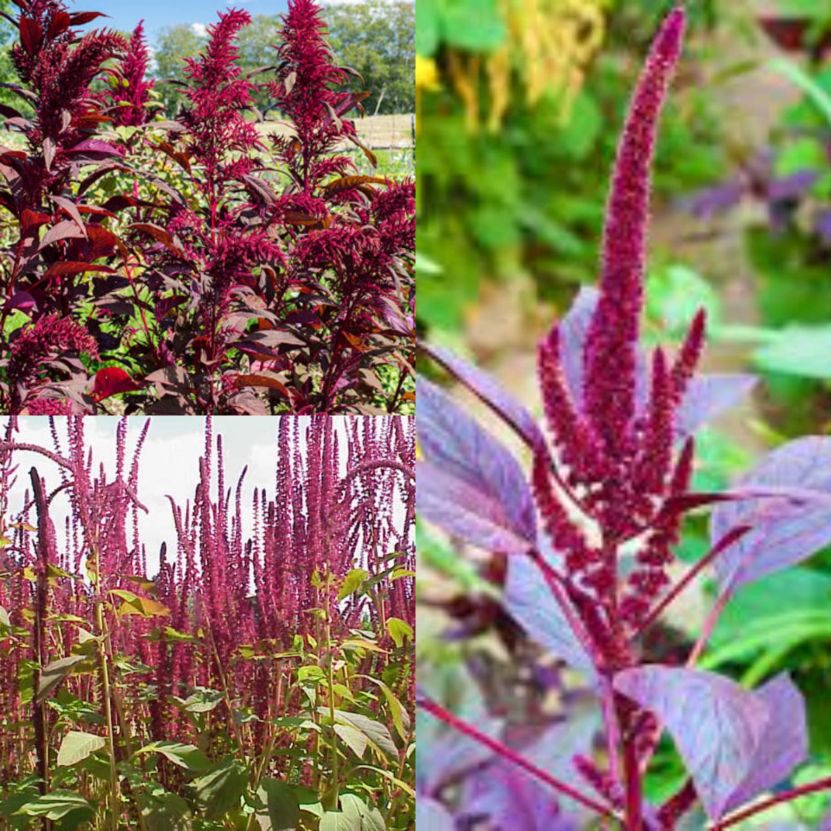 Seeds for Planting, Amaranthus Cruentus Seeds, Purple Amaranth, Red ...