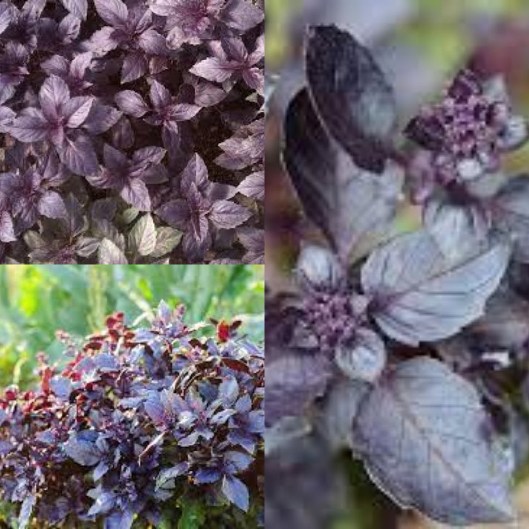 Seeds for Planting, Ocimum Basilicum Purple Dark Opal Seeds, Sweet ...