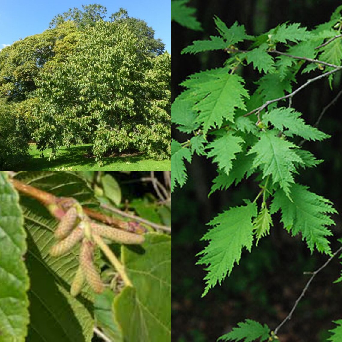 Seeds for Planting, Corylus Heterophylla Seeds, Siberian Hazelnut ...