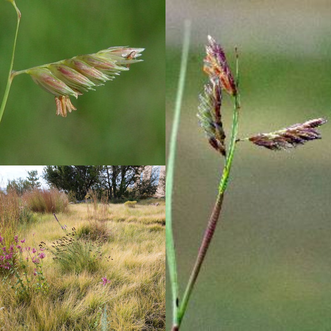 Seeds for Planting, Buchloe Dactyloides Seeds, Buffalograss, Buffalo ...