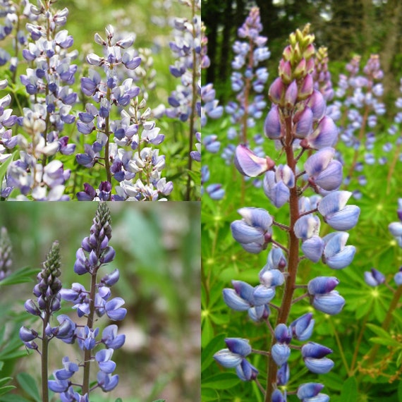Lupinus Perennis Seed Earthcare Seeds Lupin 150 Seeds (Lupinus