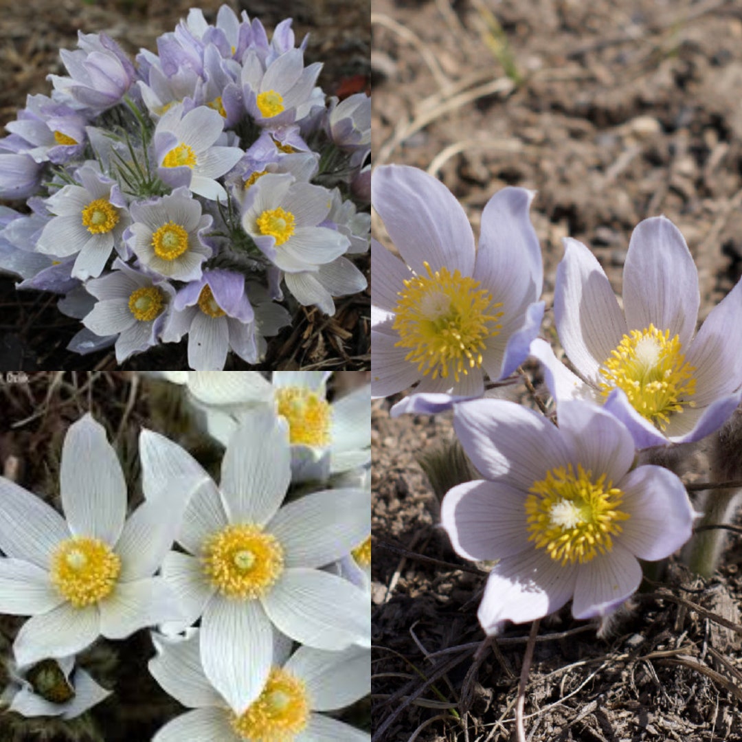 Seeds for Planting, Anemone Patens Var. Wolfgangiana Seeds, Pasque ...
