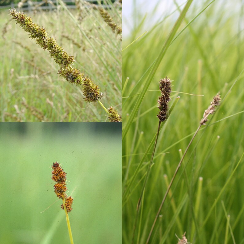 Seeds for Planting, Carex Annectens Seeds, Small Yellow Fox Sedge ...