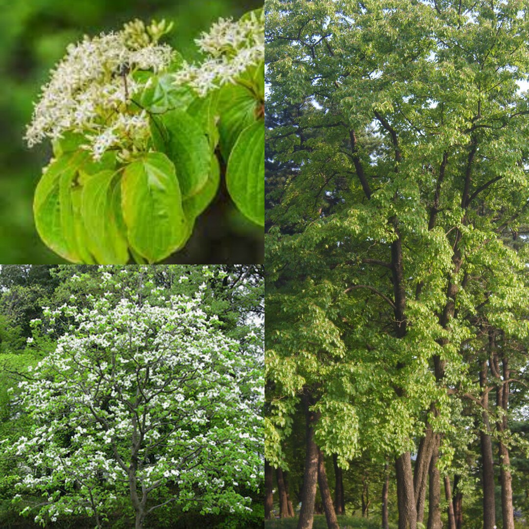 Seeds for Planting, Cornus Walteri Seeds, Walter's Dogwood, Korean ...