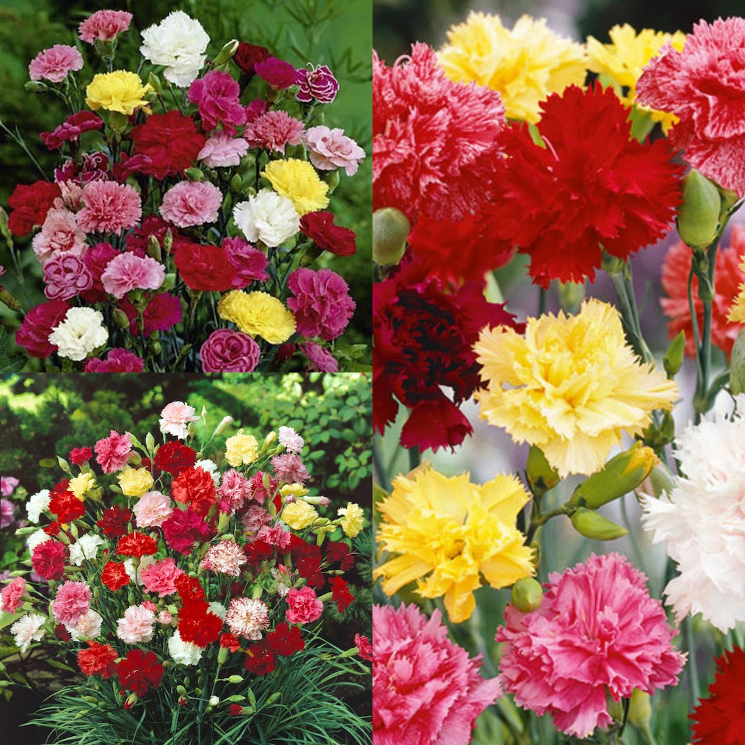 Seeds for Planting, Dianthus Caryophyllus Grenadin Mix Seeds, Grenadin ...