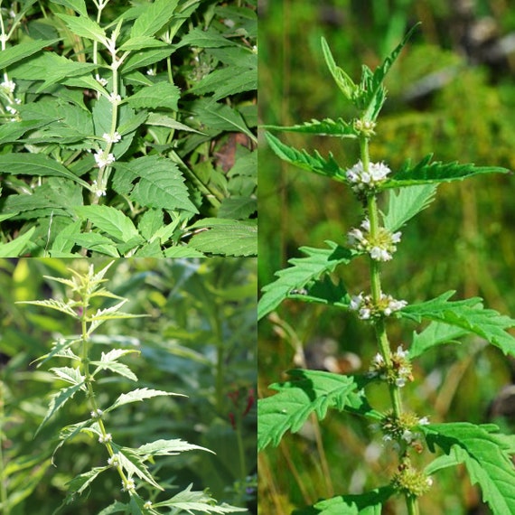 Craft Supplies & Tools Floral & Garden Crafts Home & Hobby rough ...