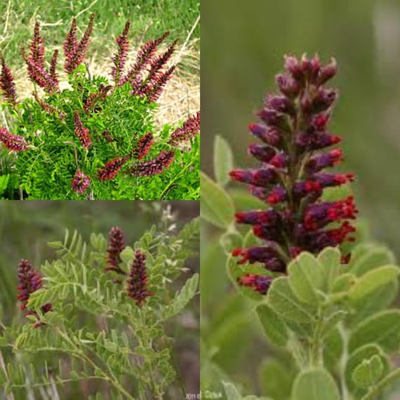 Seeds for Planting Amorpha Nana Seeds Dwarf Indigo Dwarf - Etsy