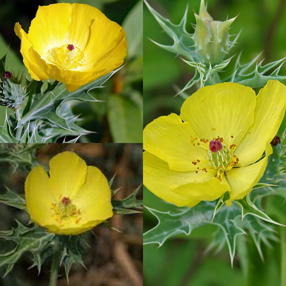 Seeds for Planting, Argemone Mexicana Seeds, White Thistle, Mexican ...