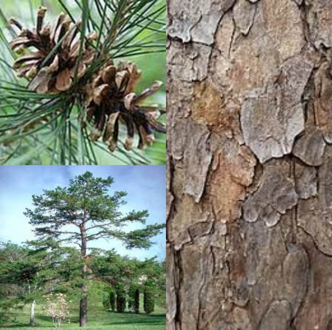 Seeds for Planting, Pinus Echinata Improved Seeds, Improved Shortleaf ...