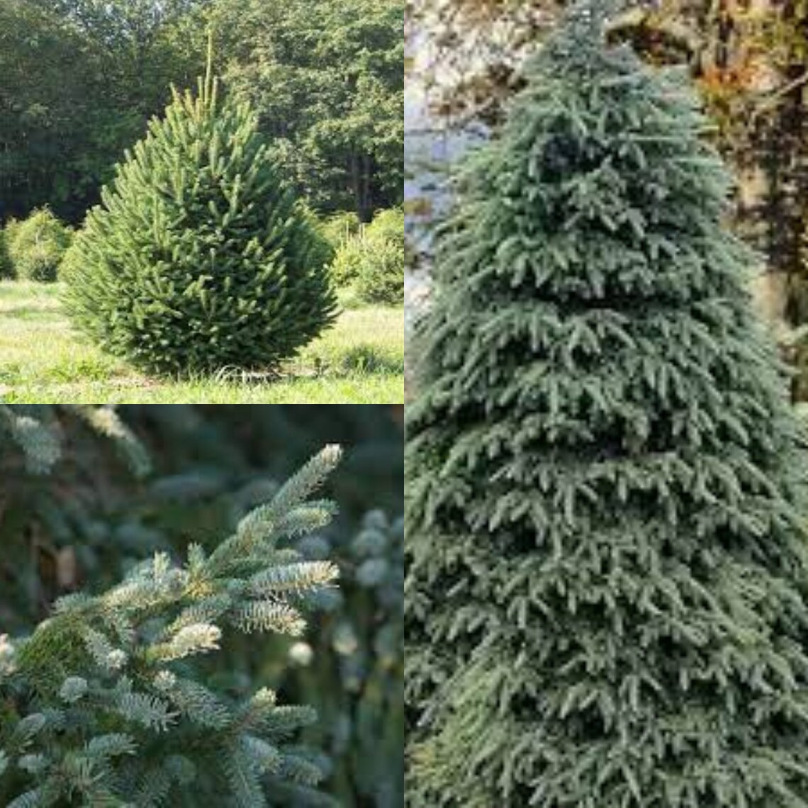 Seeds for Planting, Picea Glauca Densata Seeds, Hills Spruce,~ Bulk ...