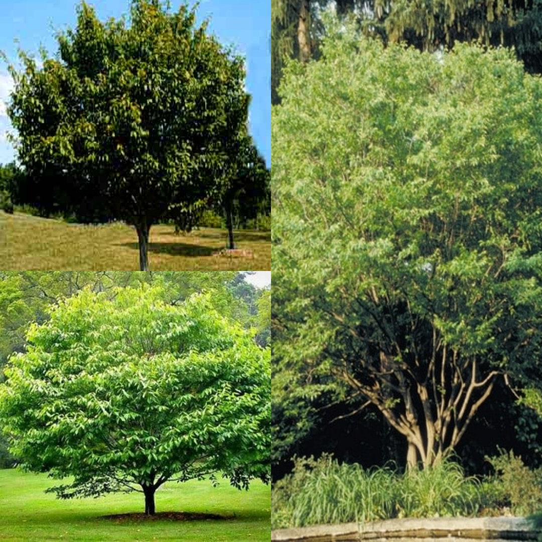 Seeds for Planting, Carpinus Caroliniana Seeds, Hornbeam, Blue Beech ...