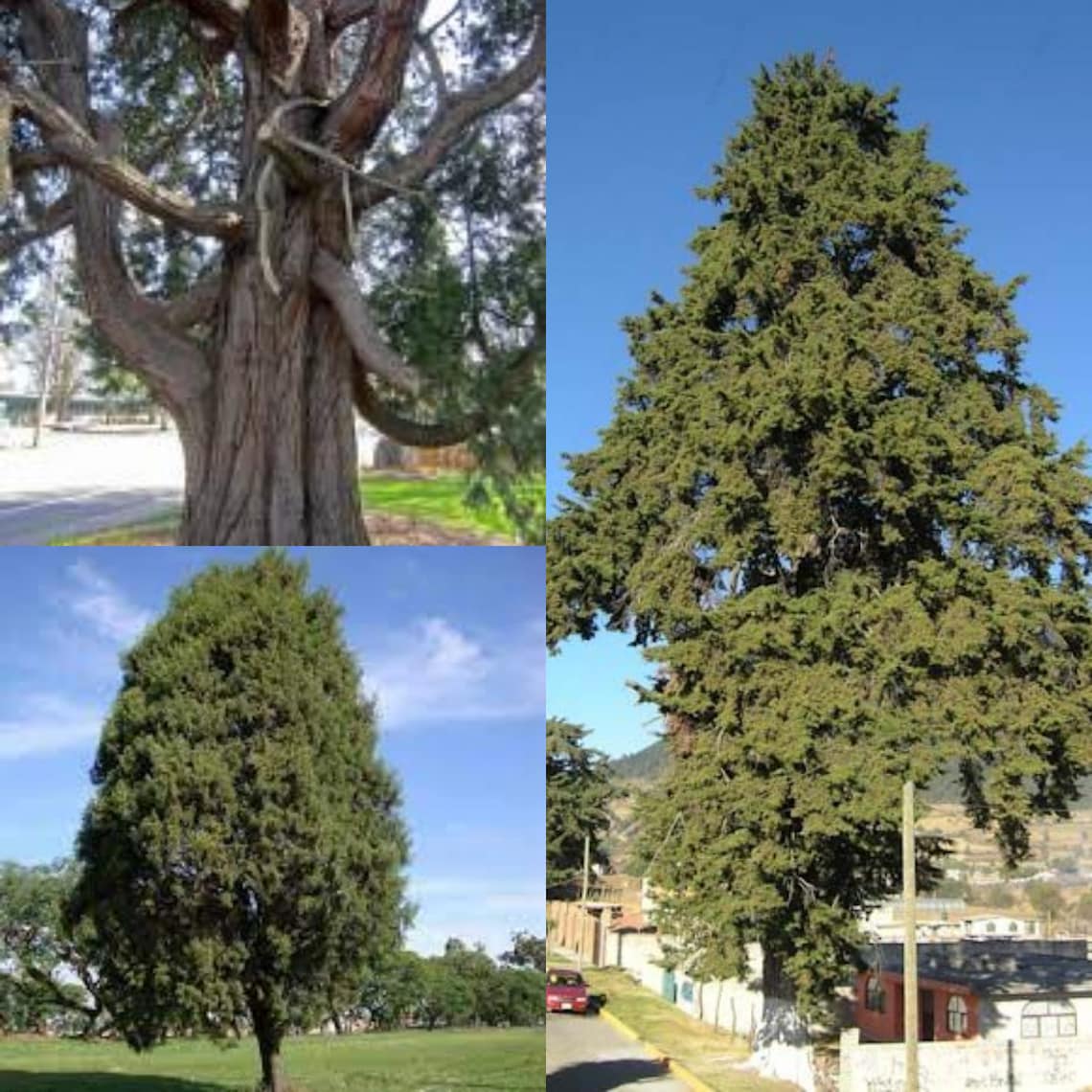 Seeds for Planting, Hesperocyparis Lusitanica Seeds, Cedar-of-goa ...