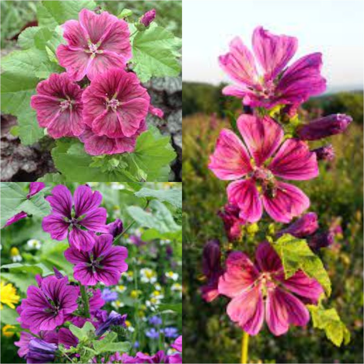 Seeds for Planting, Malva Sylvestris Mauritiana Seed, High Mallow ...