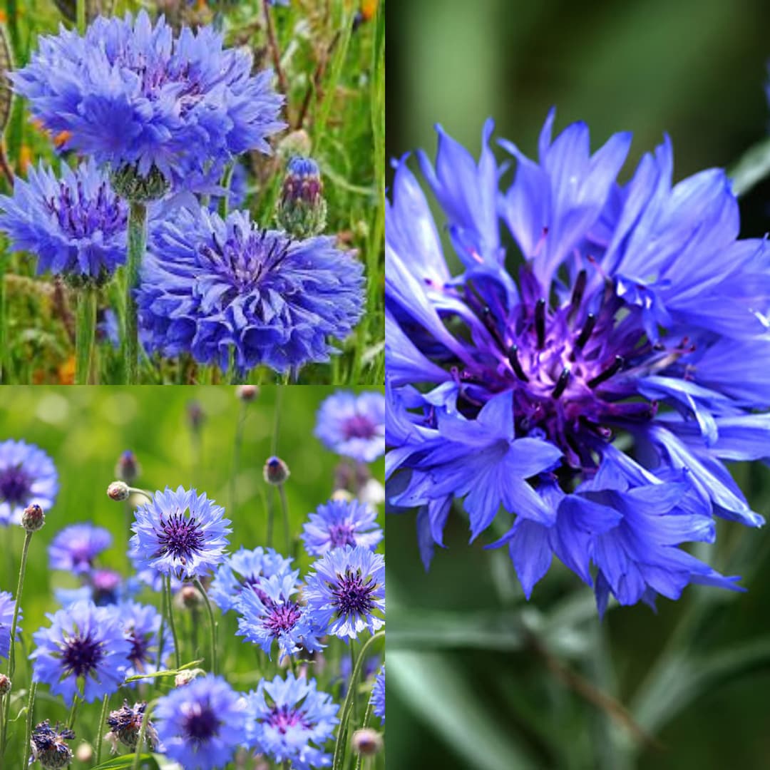 Seeds for Planting, Centaurea Cyanus Tall Choice Seeds, Arden ...