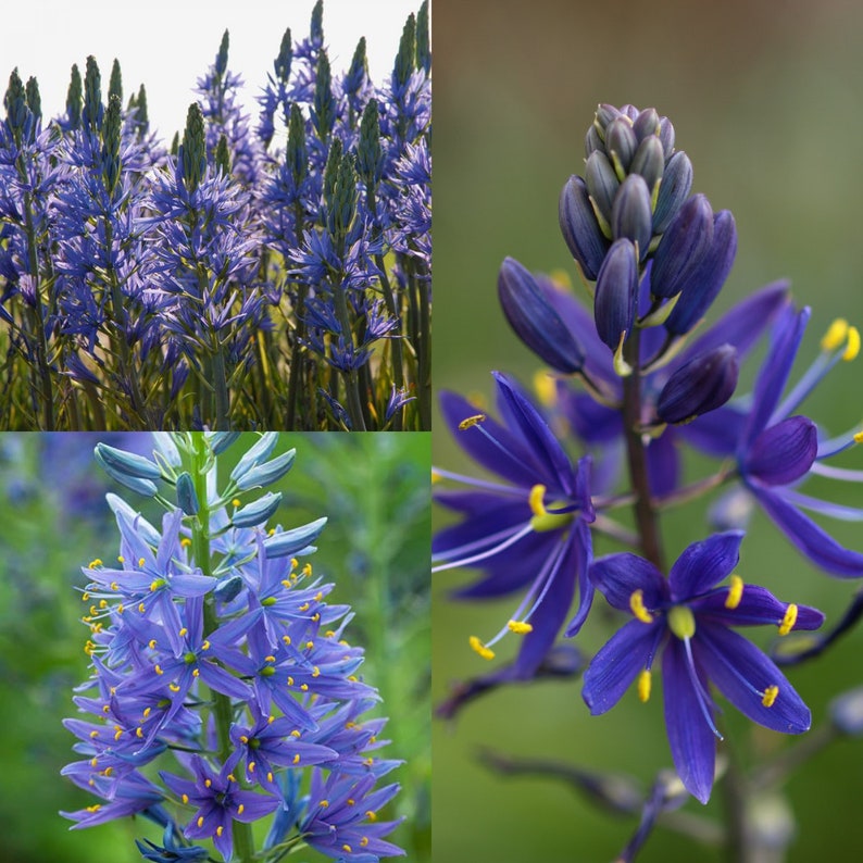 Seeds for Planting, Camassia Leichtlinii Seeds, Camas, Great Camas ...