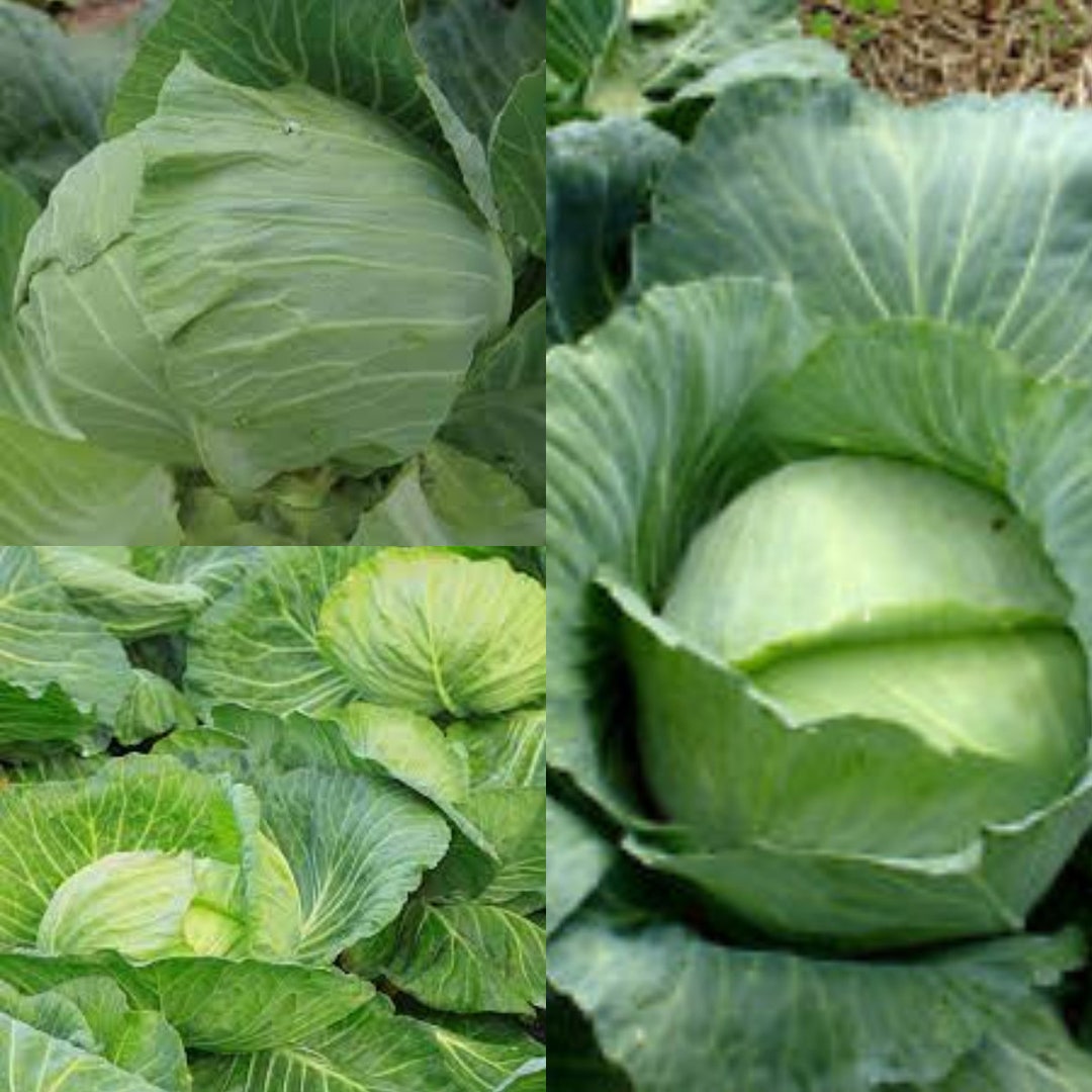 Seeds for Planting, Brassica Oleracea Dutch Seeds, Cabbage, Heading ...