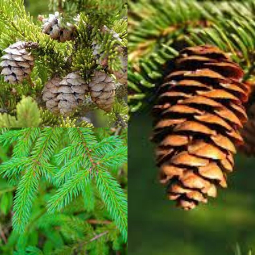 Seeds for Planting, Picea Rubens Seeds, Red Spruce, Abies Americana ...